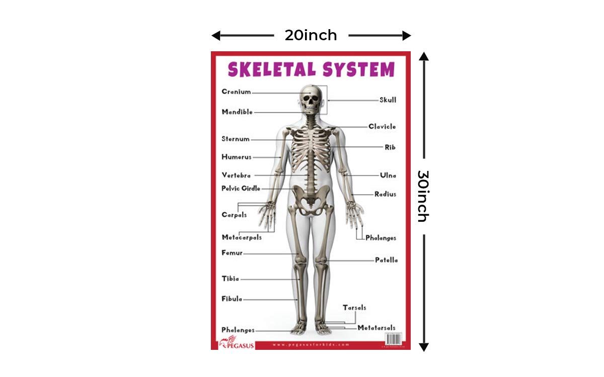 JoGenii|Skeletal-System-Thick-Laminated-Primary-Chart:-Human-Body ...