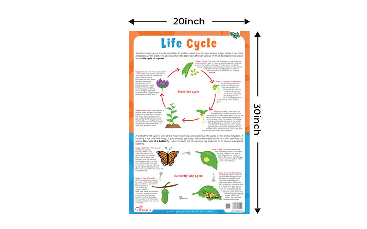 JoGenii|Plant-&-Butterfly-Life-Cycle-Chart-Thick-Laminated-Chart|Pegasus