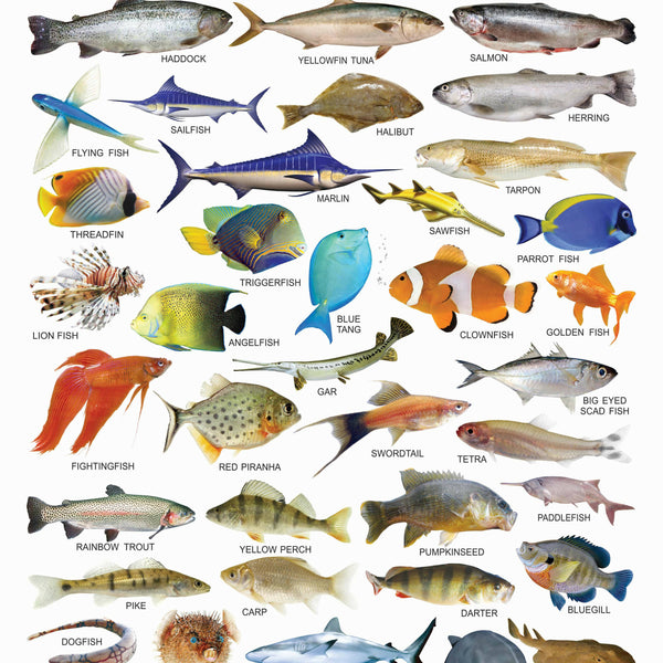 Indian Aquarium Fishes Names